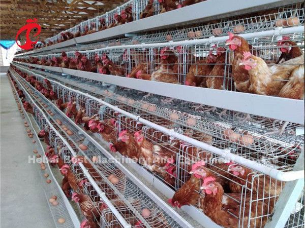 Angle Bar Frame Poultry Battery Cage System H Type Layer Chicken Cage ...