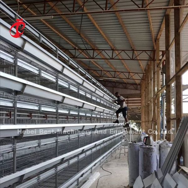 Customized Automatic Egg Collection Feeding Hopper System For 30,000 ...