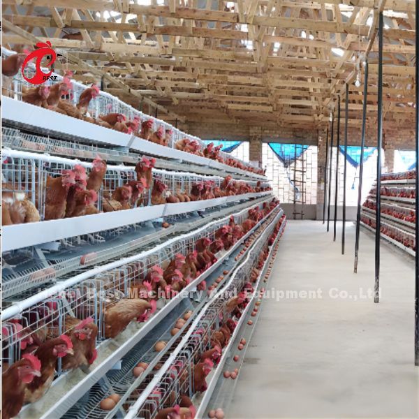 4 Tiers High Hardness Layer Chicken Battery Cages Metal Wire With Water ...