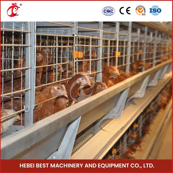 Plastic or Metal Feeder Trough Poultry Farming Cage System for High ...