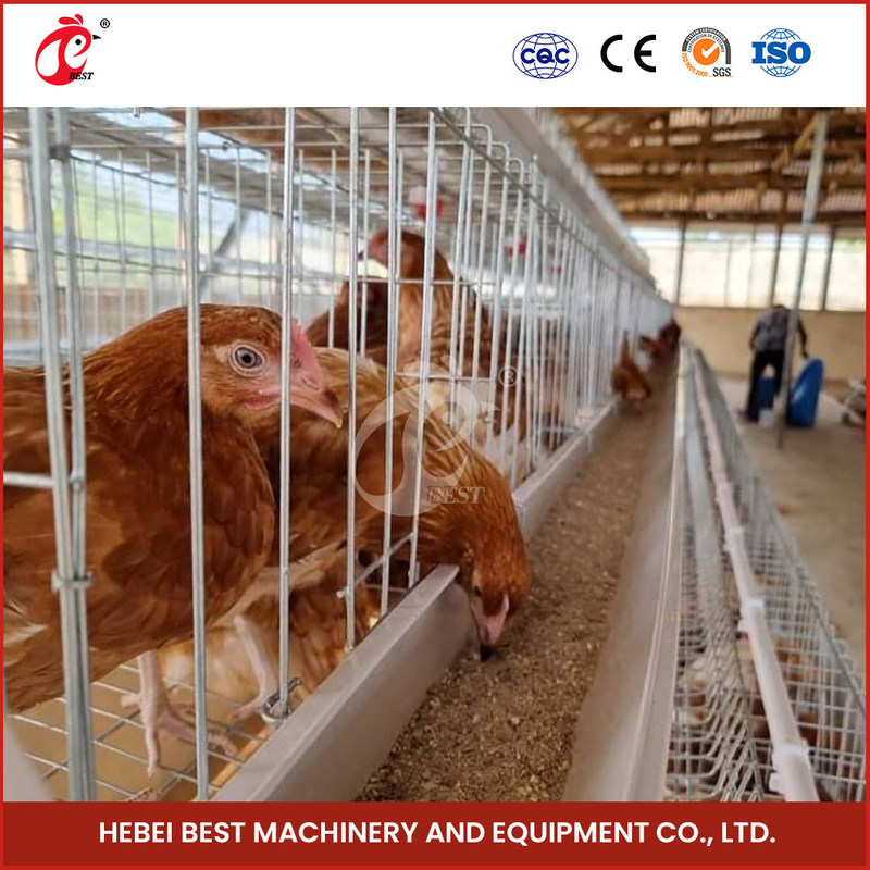 Chicken Farm 1000 Birds Automated Battery Cage System Poultry 4 Cells ...