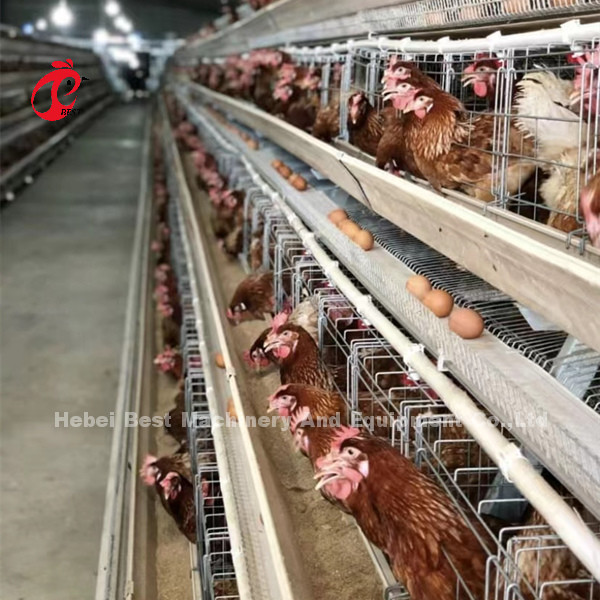 H Type Layer Battery Cage System With Poultry Equipment For 5000-20000 ...