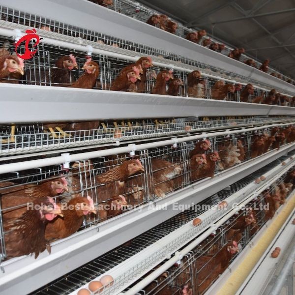 3 Tiers 40cm Cell Height Layer Battery Cage System For Improved Layer ...