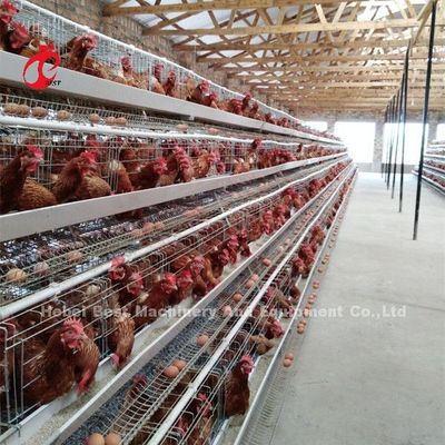 Poultry Farm Battery Cage Price In Nigeria 4 Tier Layer Cage Iris