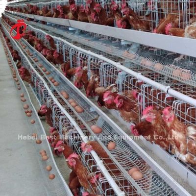Poultry Battery Cage System factory, Buy good quality Poultry Battery ...