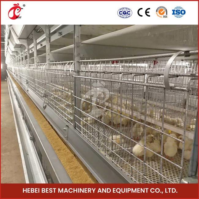 Customization 120 Birds Automatic Poultry Brooding Cage System For ...